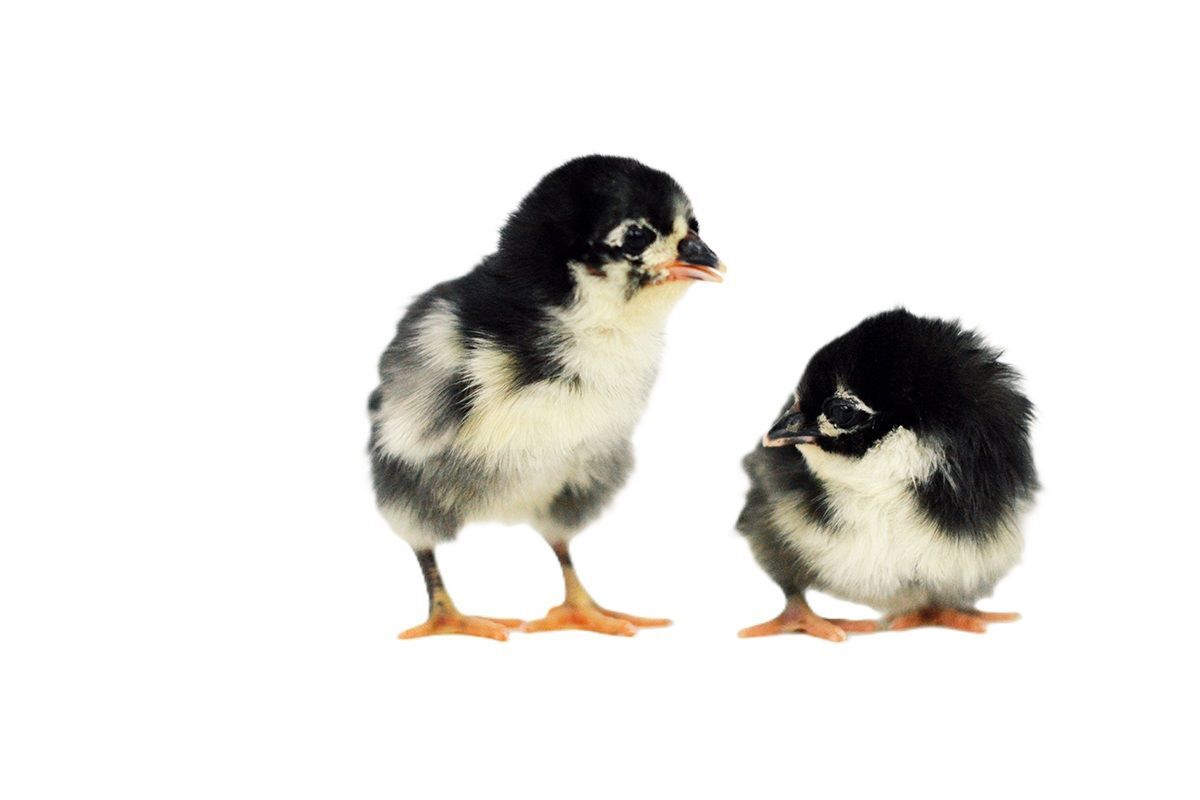 {{resource('Product.Preorder.AgreeTermsLabel')}}