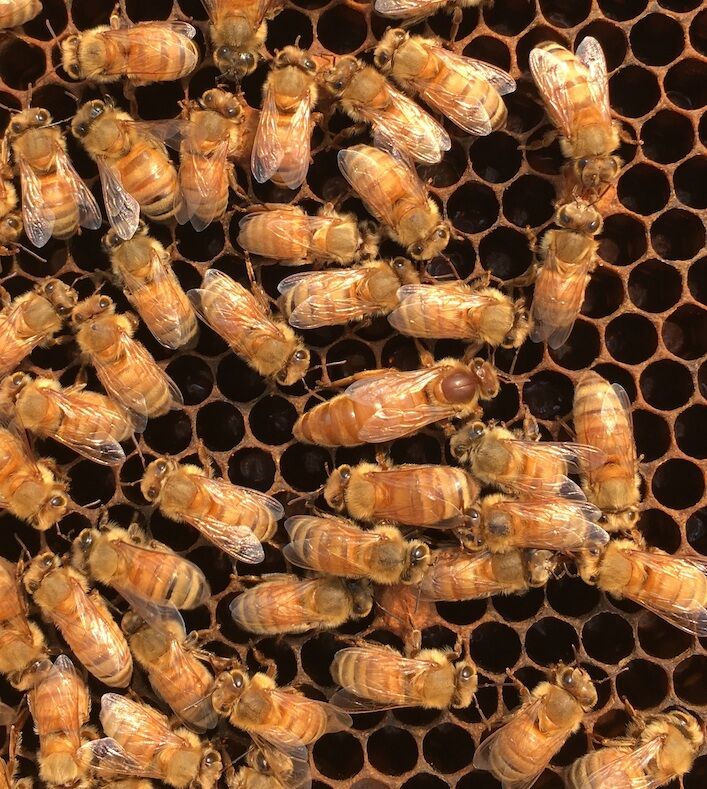 Italian Honey Bees with Queen, 3-Lb - Live Bees | Harvest Lane Honey ...