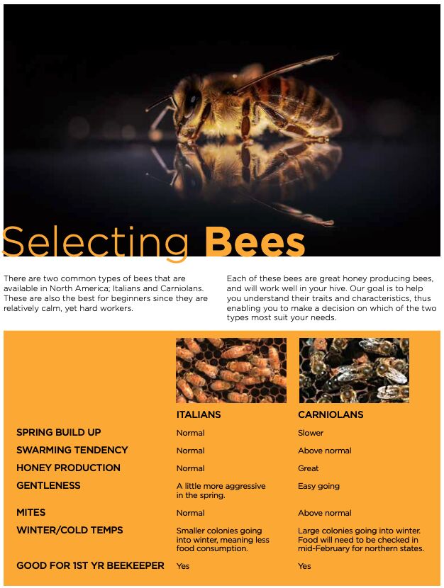 Italian Honey Bees with Queen, 3-Lb