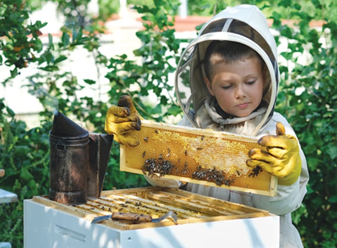 Carniolan Honey Bees with Queen, 3-Lb - Live Bees | Harvest Lane Honey ...