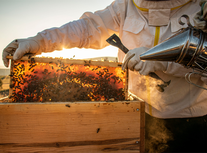 Beekeeping | Coastal Country